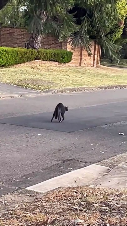 Tough Cat Scares Off Dog - video Dailymotion