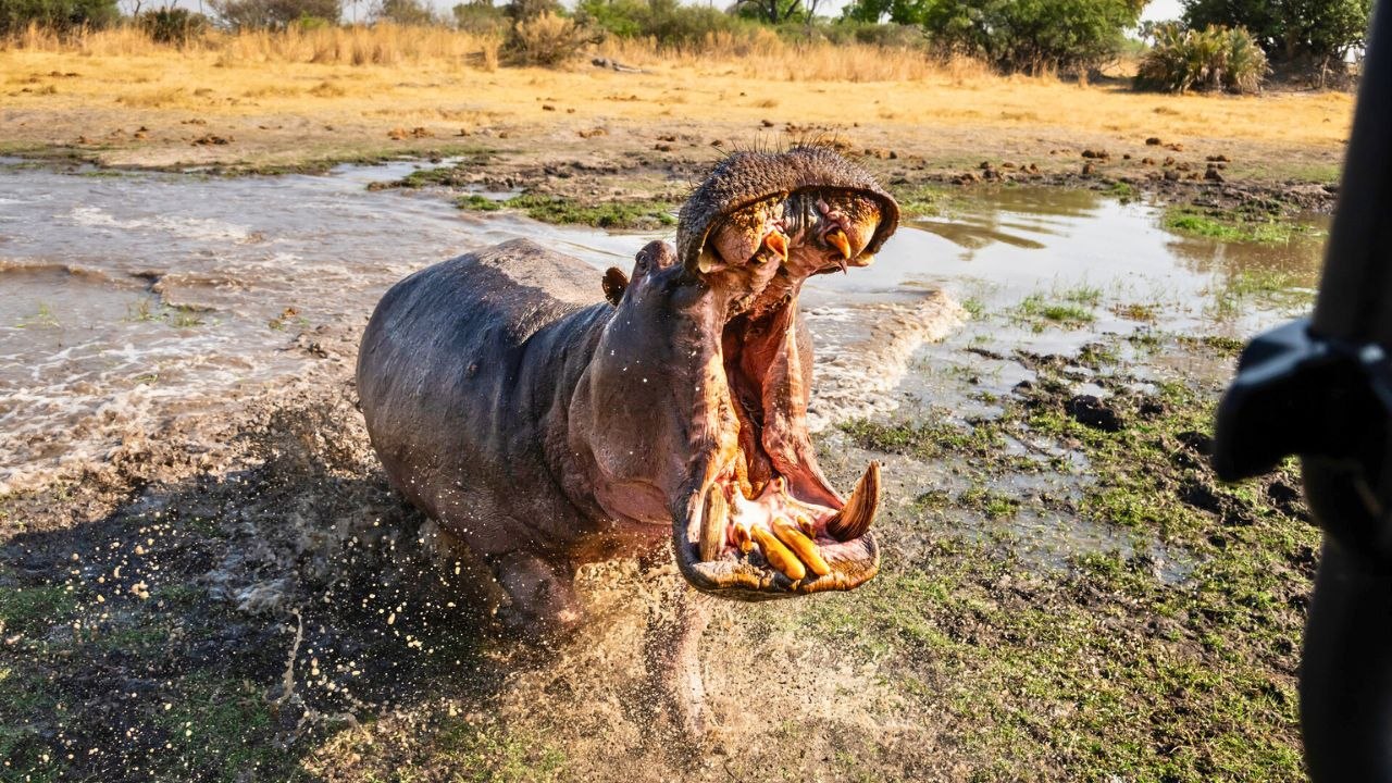 Angry Hippo Attacks Wildlife Photographers On Safari | Wild-ish TV ...