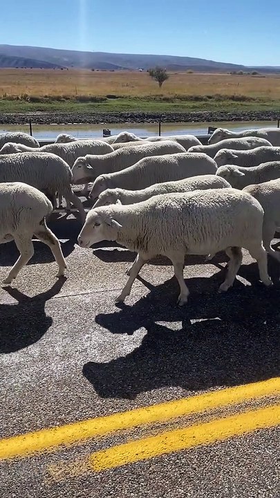 Flock of Floof Causes Traffic Jam - video Dailymotion