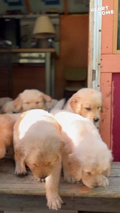 Paws Down for Breakfast: Cute Puppy Descent || Heartsome - video ...