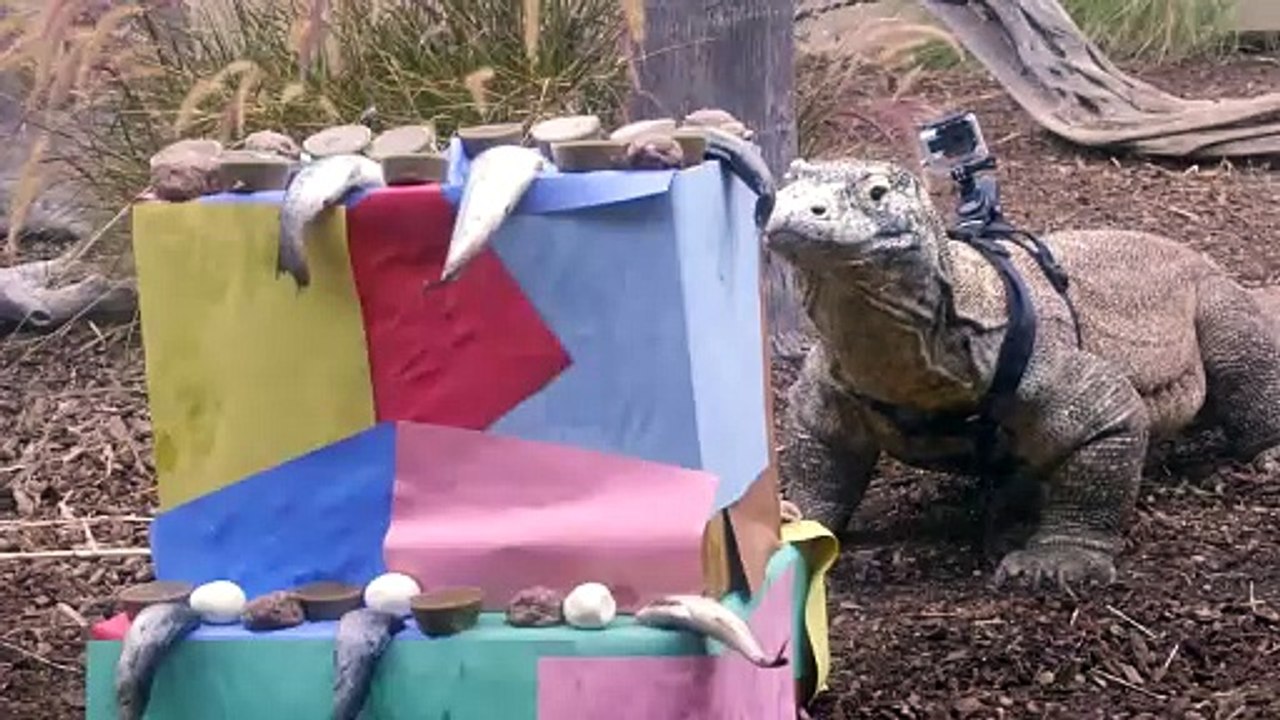 Happy Birthday to This Amazing Komodo Dragon! - Vídeo Dailymotion