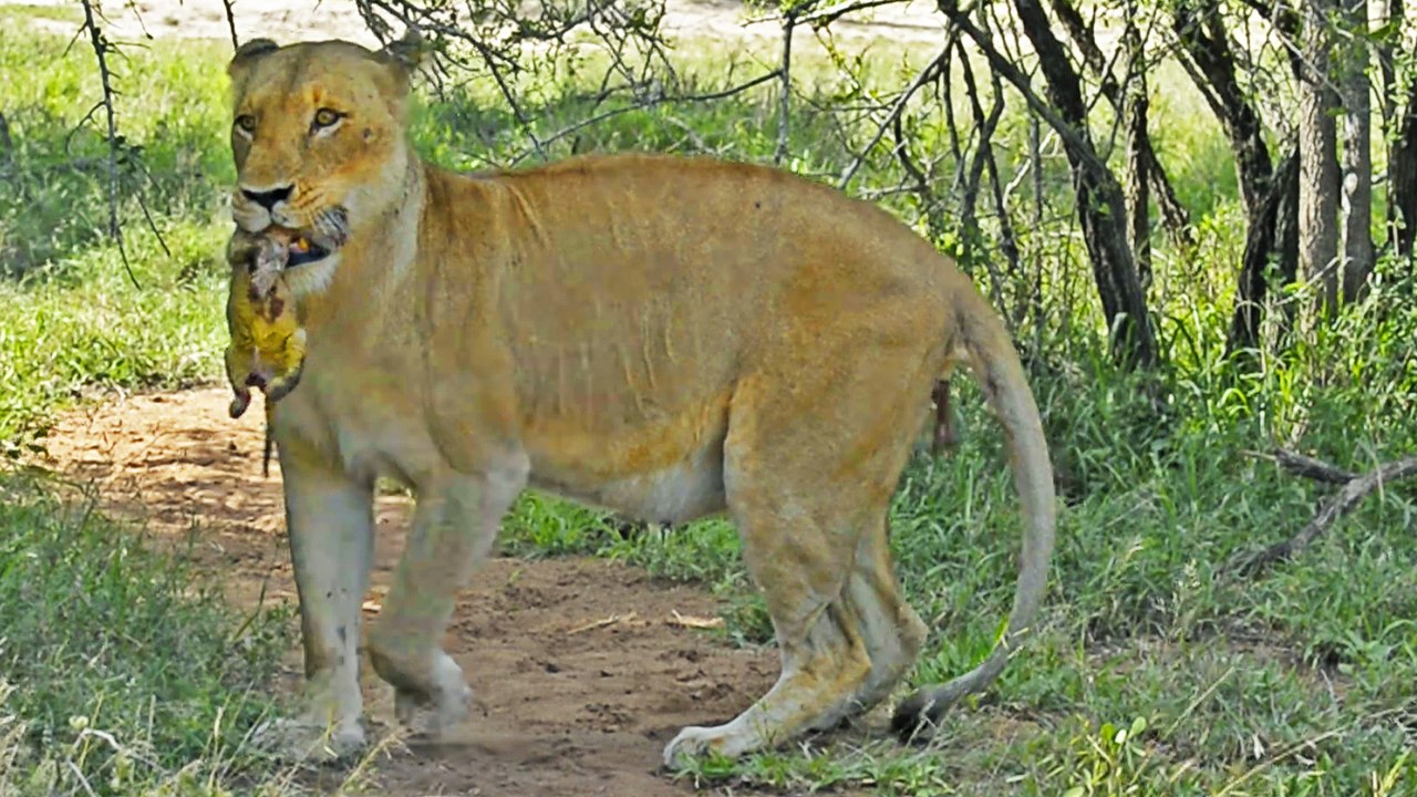 Rare Lion Birth Caught on Camera - video Dailymotion