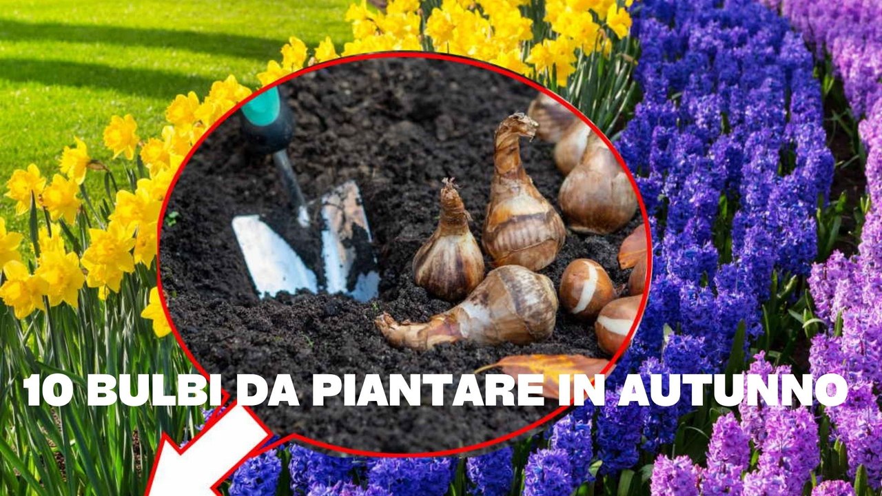 10 bulbi da piantare in autunno - Video Dailymotion