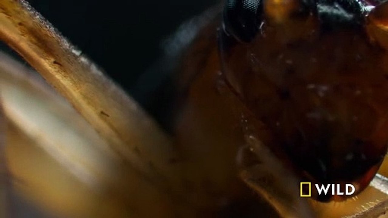 A little lava cricket finds a home in the lava fields ｜ Hawai'i ...