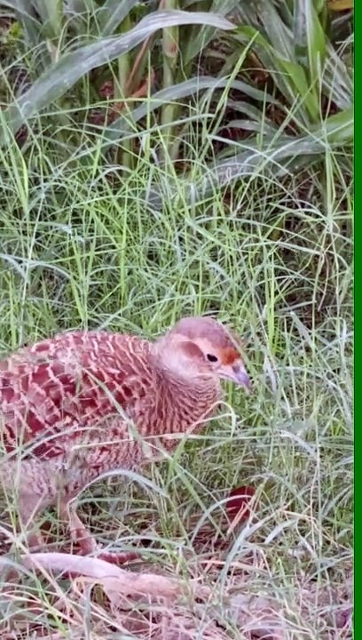 teetar wild pakshi sound - video Dailymotion