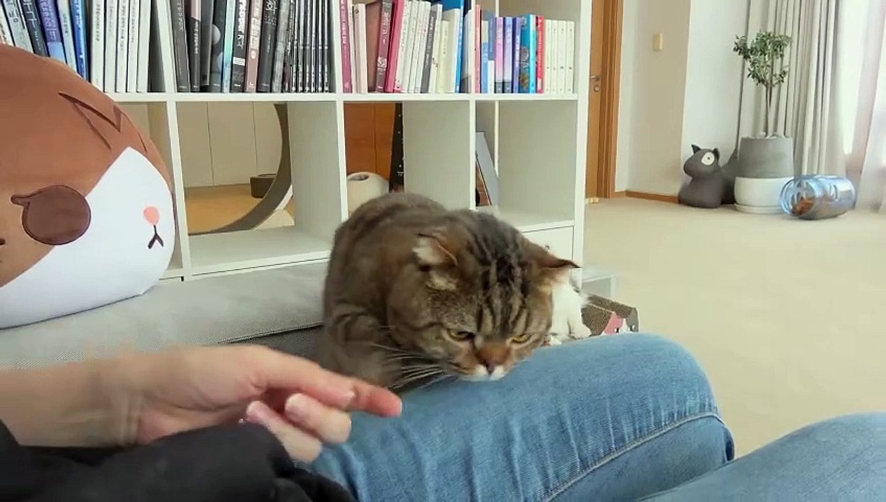 LuLu Knows How to Open the Fridge!ㅣKittisaurus - video Dailymotion