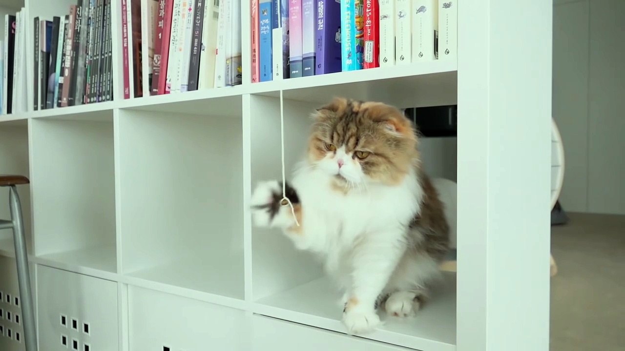 LuLu Is the Best! | Kittisaurus - video Dailymotion