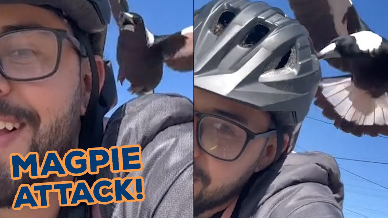 Angry MAGPIE Attacks Cyclist! - video Dailymotion