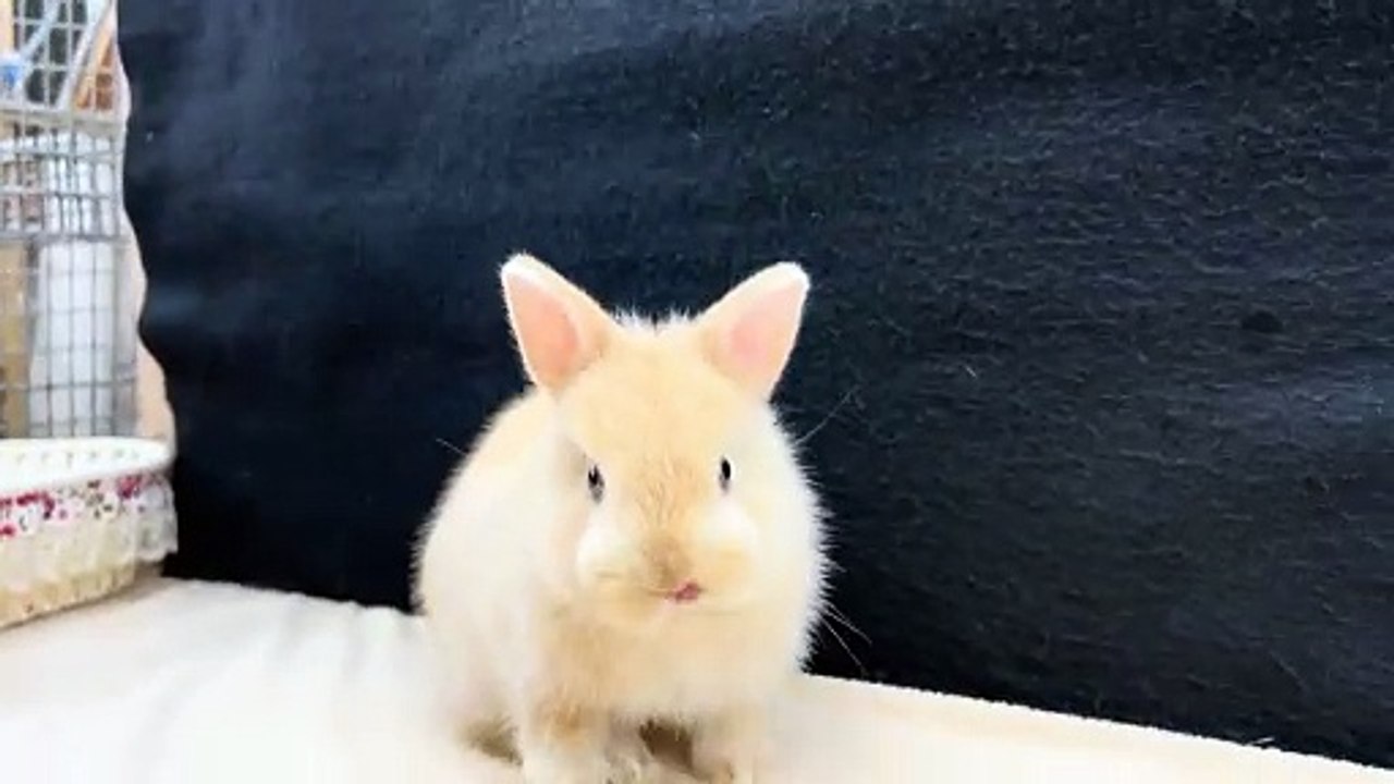 A Bollywood Tail - Jasmine Sherni, Angel Gostosa - video Dailymotion