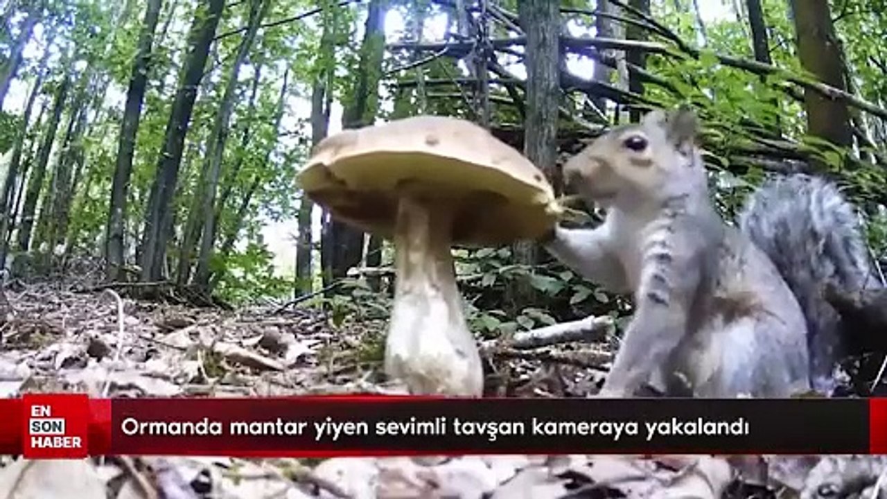 Ormanda mantar yerken kameralara yakalanan sevimli tavşan - Dailymotion ...