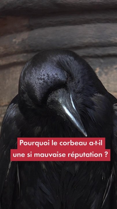 Pourquoi le corbeau a-t-il une si mauvaise réputation ? - Vidéo Dailymotion