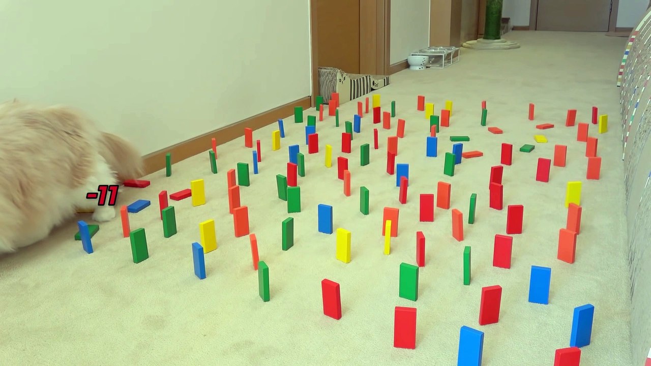 New Obstacle Course Challenge! Can My Cats Avoid the Dominoes ...