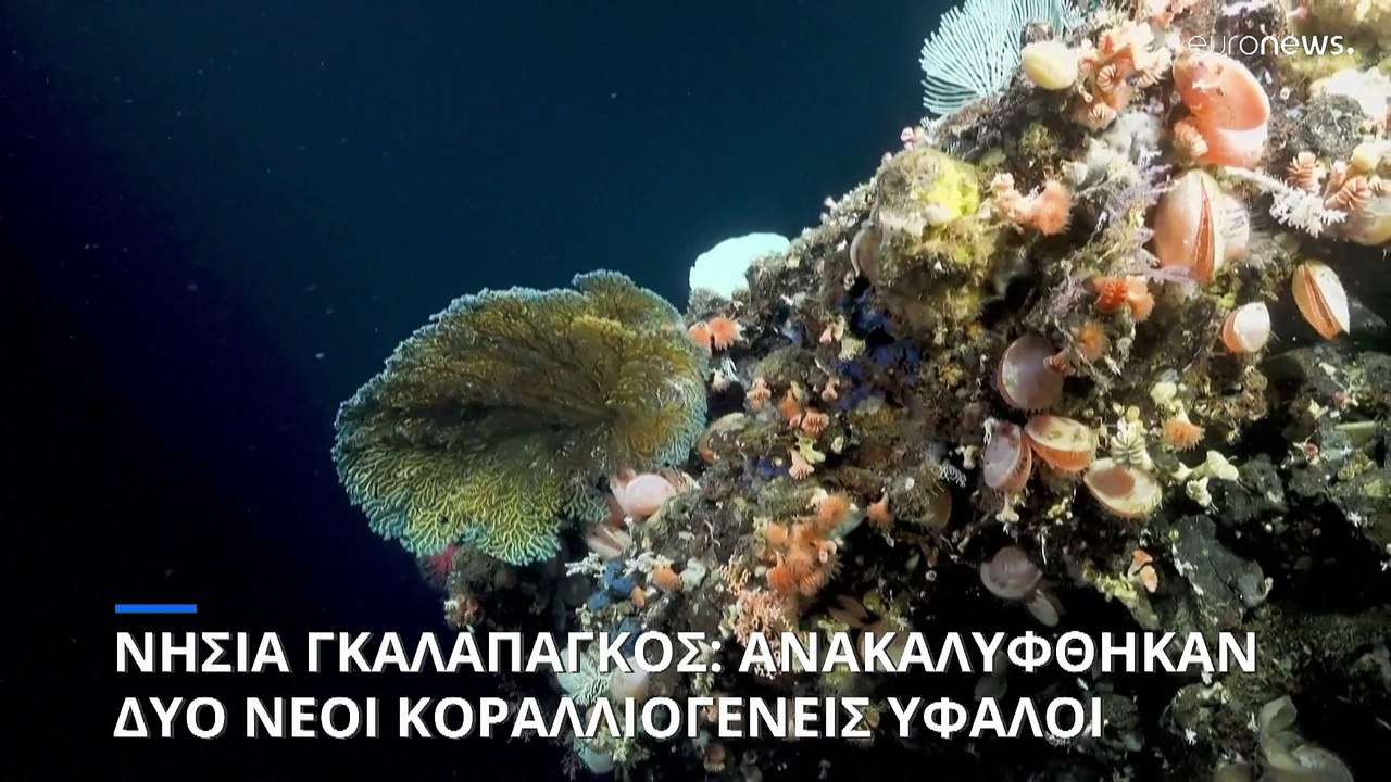 Ανακαλύφθηκαν δύο νέοι κοραλλιογενείς ύφαλοι στα Νησιά Γκαλαπάγκος ...