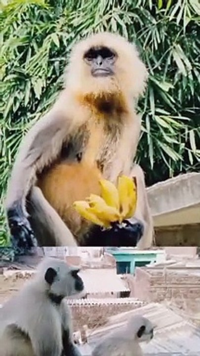 langoor aur bandar ki ladai, Langoor Viral Reels, Reels Video, Viral ...