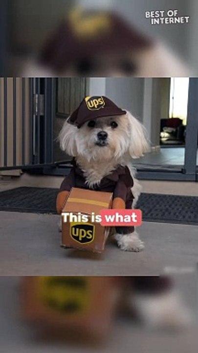 Parcel Pups: UPS Doggos Deliver Laughs & Love || Best of Internet ...