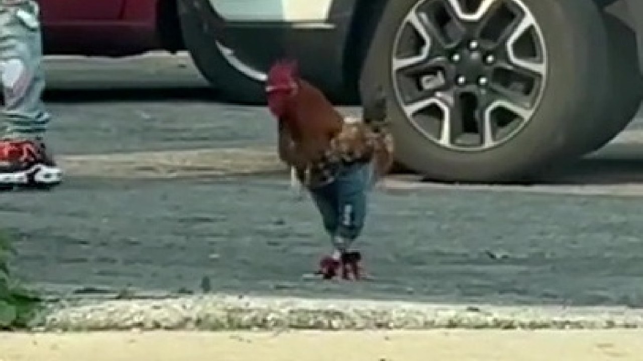 Chicken wearing jeans spotted walking on street - video Dailymotion