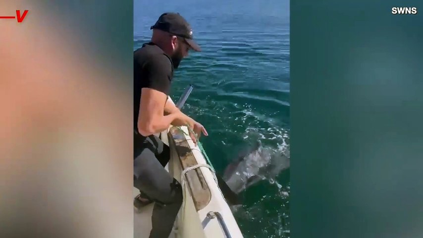 Must See! Pair of Fisherman Rescue a Baby Dolphin Trapped In a Net With ...