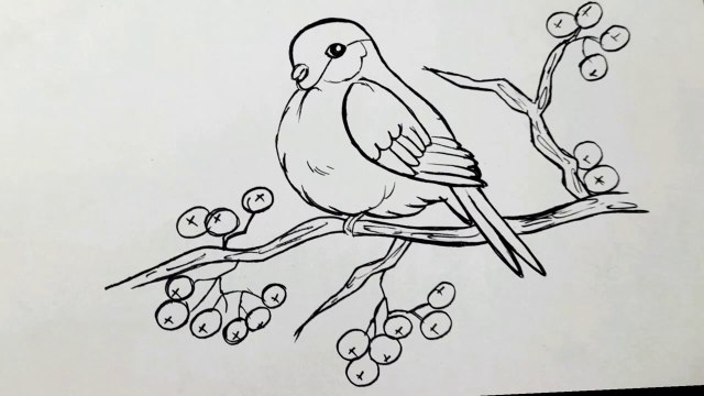 Easy Sketch Of A Bird How To Draw A Bird: Easy Step By Step Tutorial