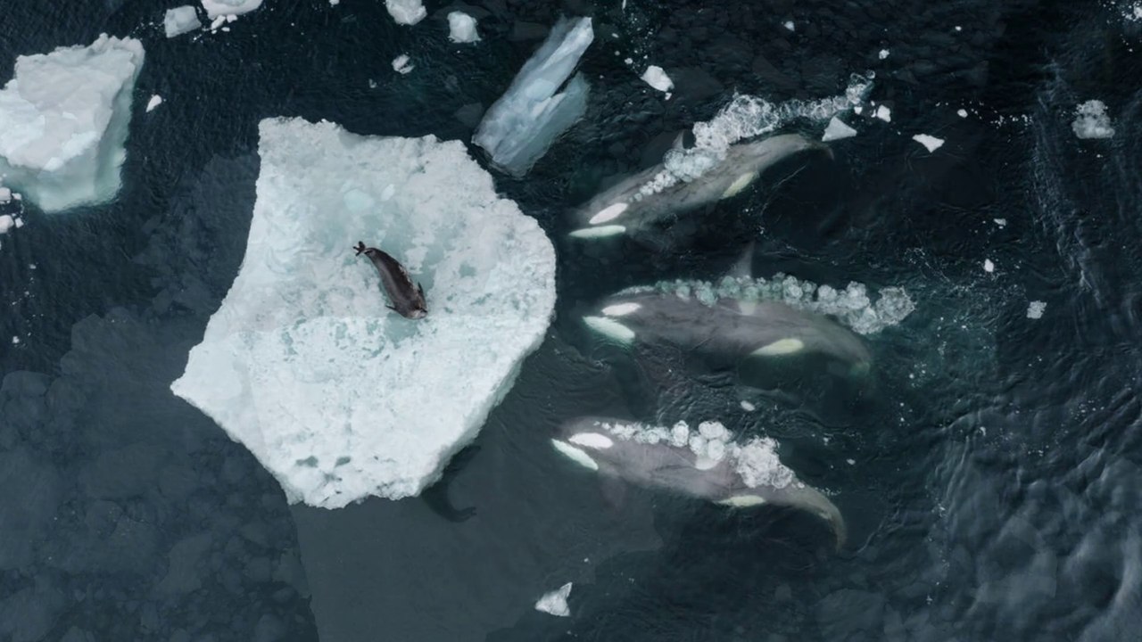 Orcas a la cazando focas - Vídeo Dailymotion