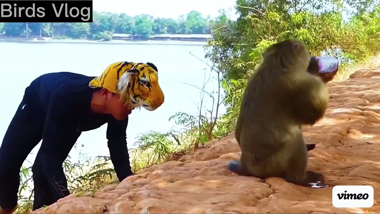 Fake Tiger Prank Monkey What is happening Real Monkey VS Crazy Man ...