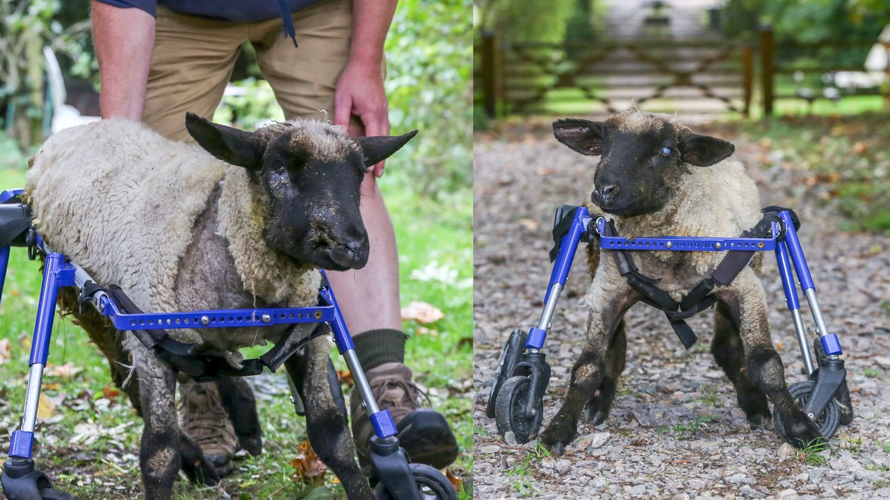 Disabled Lamb Back on Her Hooves After Rescuers Build Her an Off-Road ...