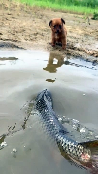 Funny videos fish and dog #fish #dogs - video Dailymotion