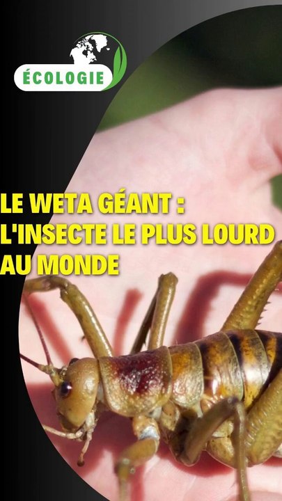 Le weta géant : l’insecte le plus lourd au monde - Vidéo Dailymotion