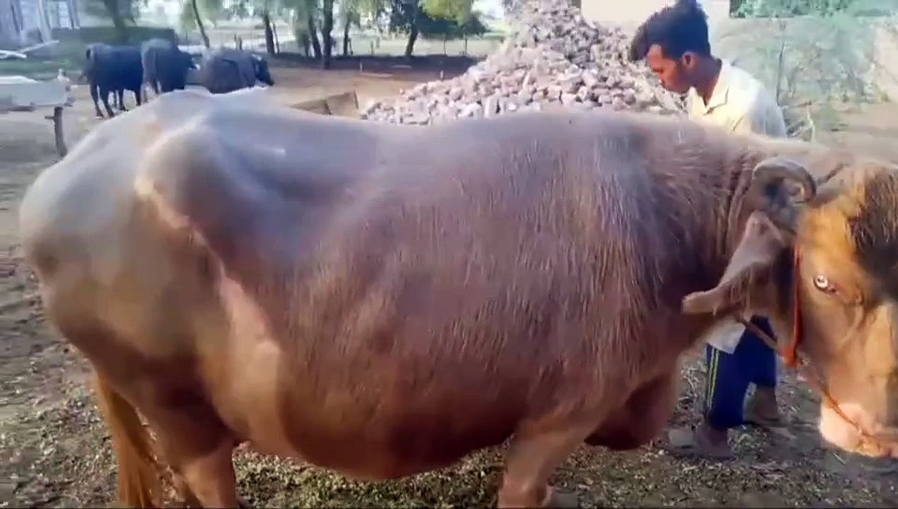 Green fodder vs straw || Sbaz chara vs bhosa [toori] || #buffalo # ...