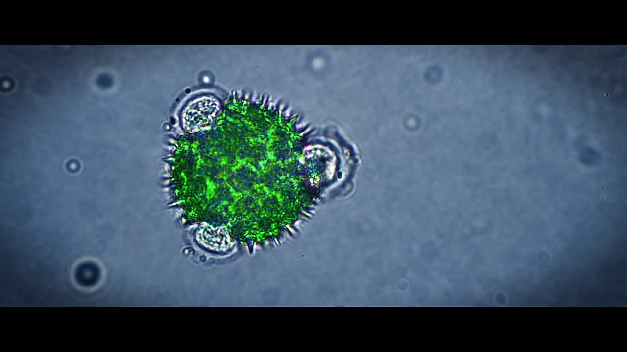 Alien Apocalypse Trailer OV - video Dailymotion