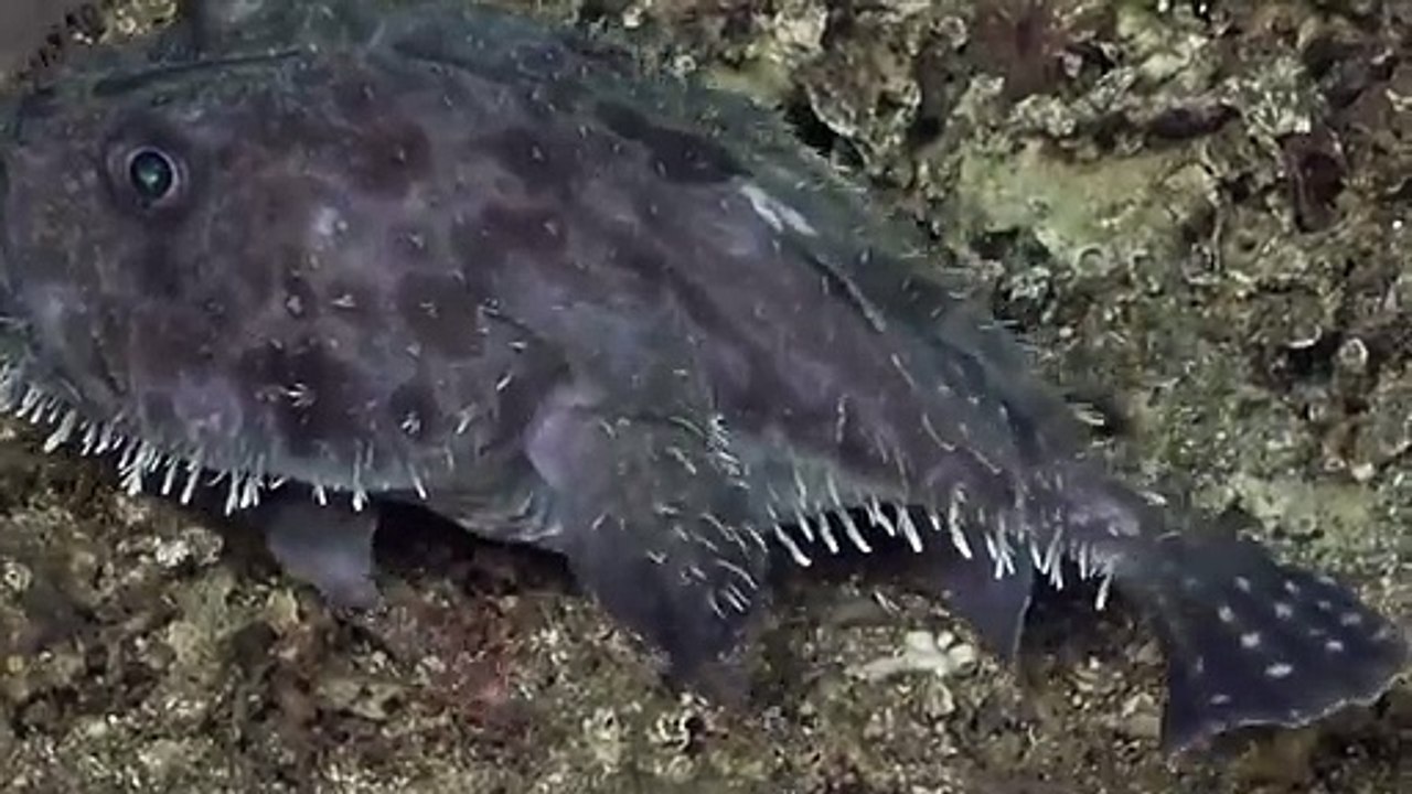 Goosefish - Vídeo Dailymotion