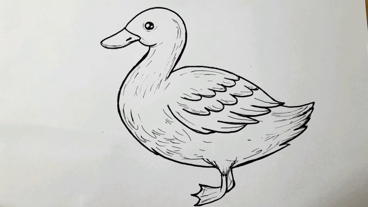 How To Draw Duck For Beginners __ Duck Drawing Step By Step __ Duck ...