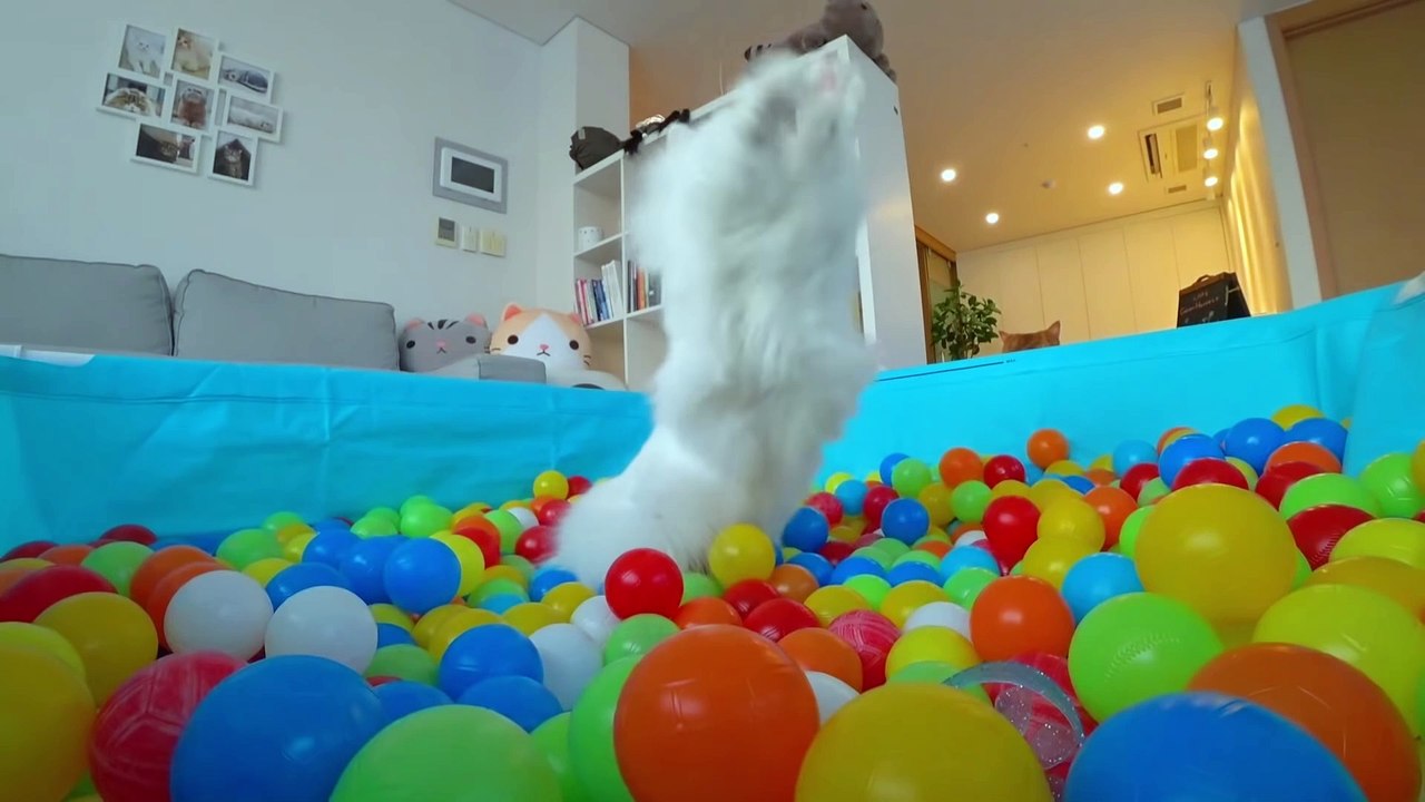 Highlights of LaLa the Cat | Kittisaurus - video Dailymotion