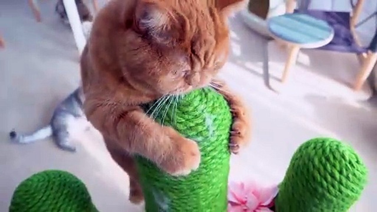 Highlights of MoMo the Cat | Kittisaurus - video Dailymotion