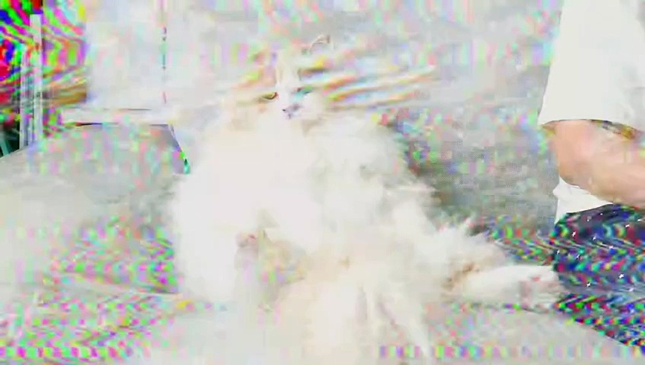 Highlights of DD the Cat | Kittisaurus - video Dailymotion