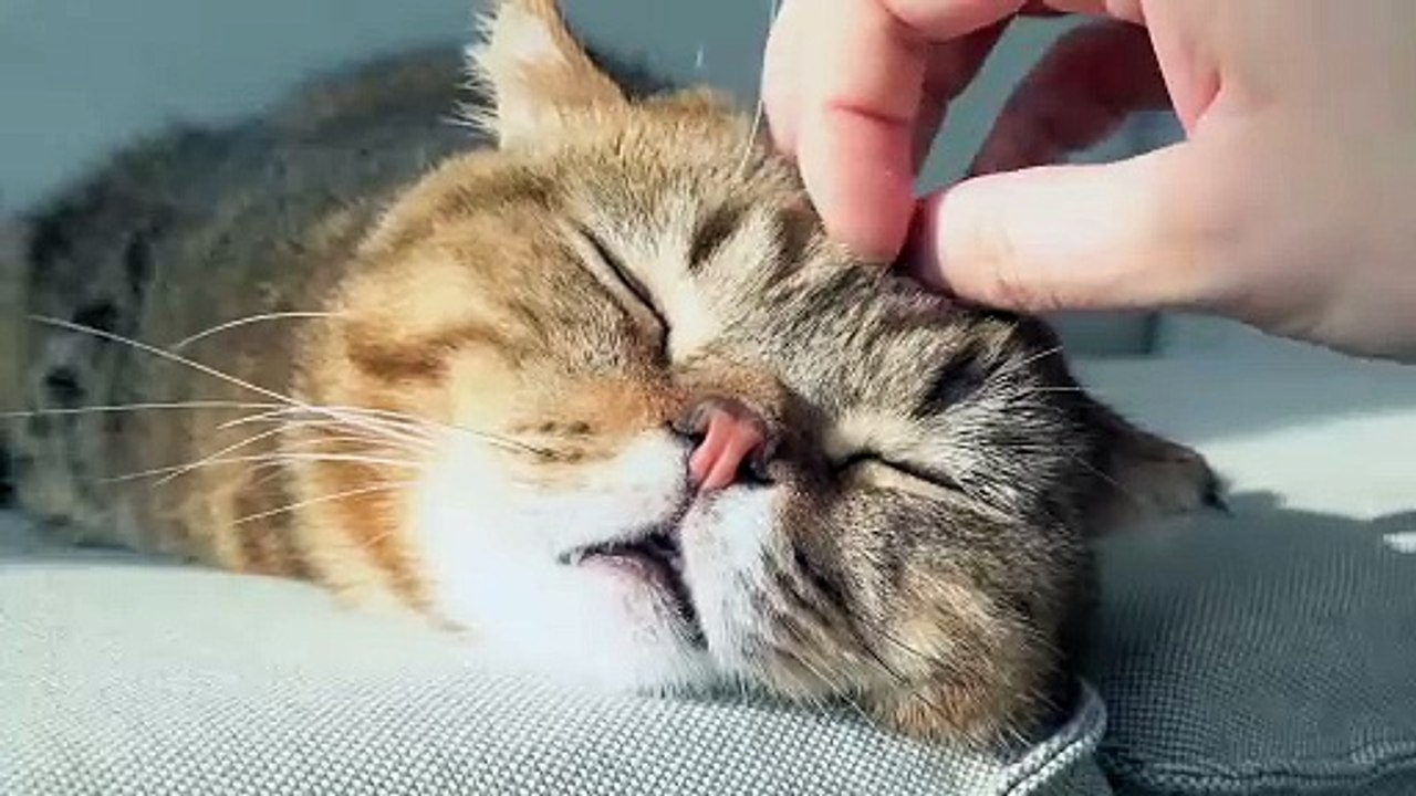 Highlights of LuLu the Cat | Kittisaurus - video Dailymotion