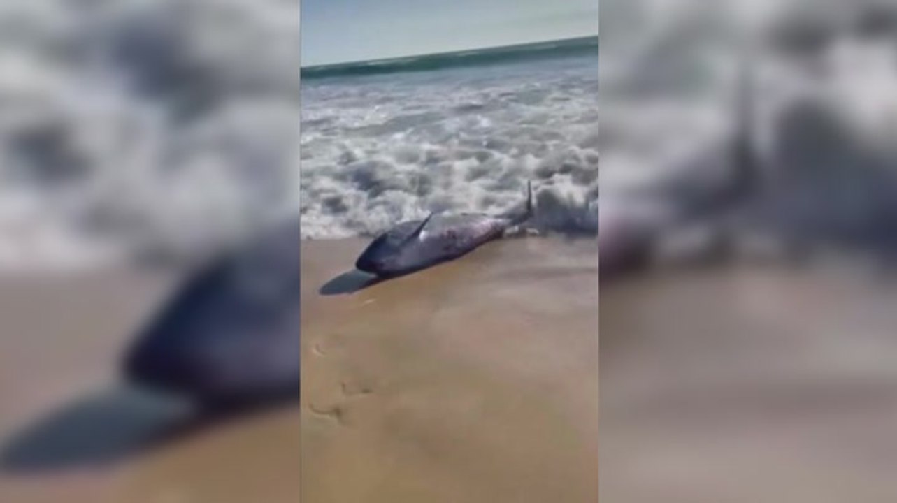 Whale with bite marks washes up on California beach after ‘aggressive ...