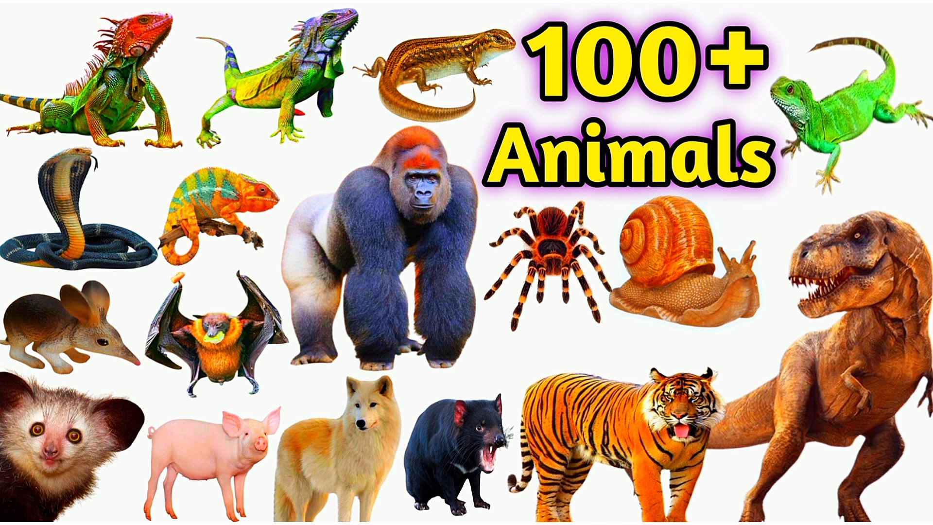 Wild Animals With Names WILD ANIMALS | Learn Wild Animals Sounds And