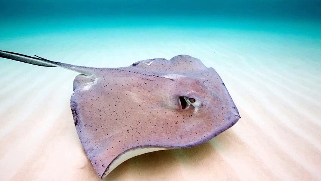 Hammerhead Shark Facts & Body Parts | Hammerhead Shark | Hammerhead ...