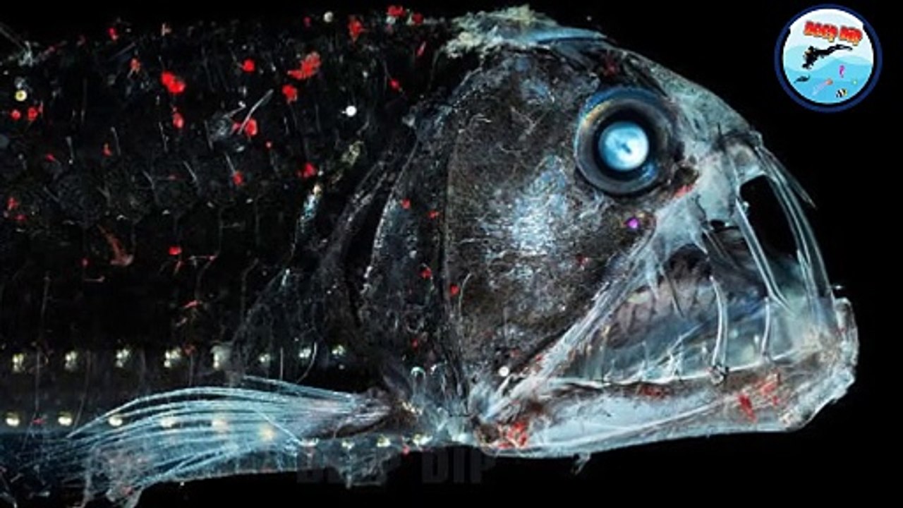Viperfish Facts | Viperfish Documentary | Viperfish | #deepdip - video ...
