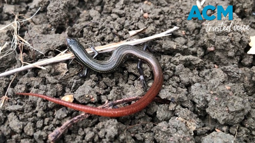 Rare skink discovered in Queensland after more than 40 years | The ...