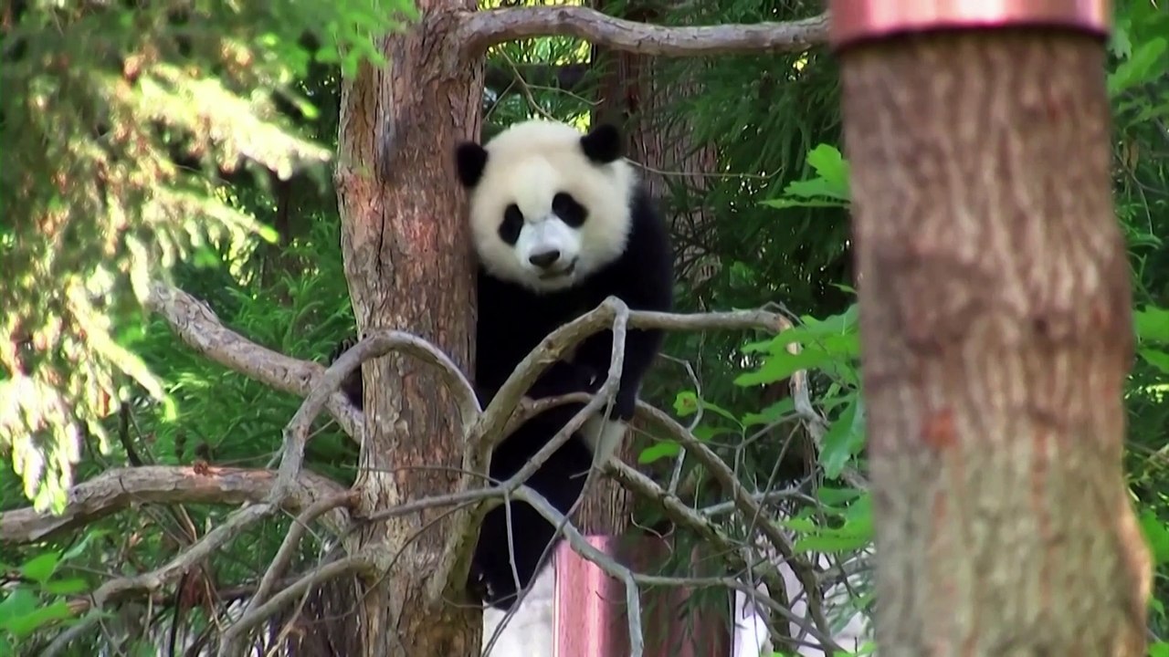 Giant panda trio departs D.C. for China - video Dailymotion