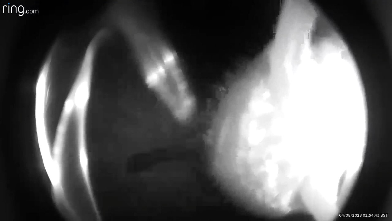 Fox Steals Camera - video Dailymotion