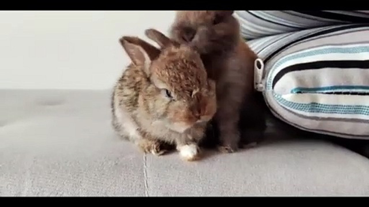 Addison's Perfect Gift For Johnny - video Dailymotion