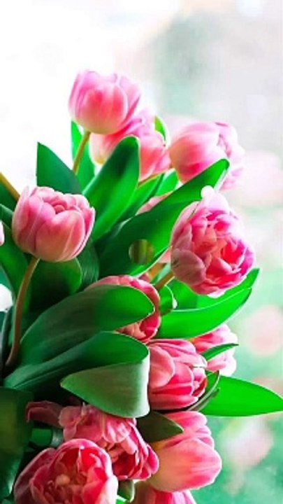 Beautiful flowers - video Dailymotion
