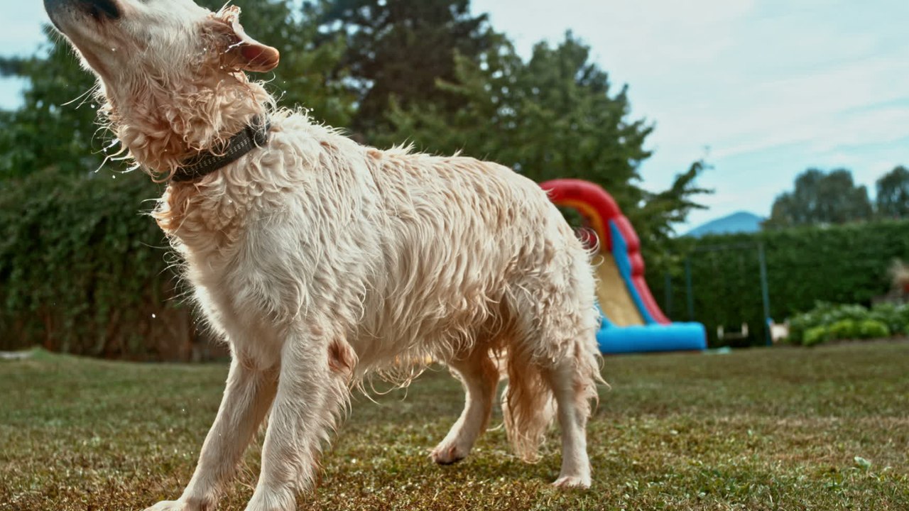 Family dog spooked by fireworks suffers tragic fate - video Dailymotion