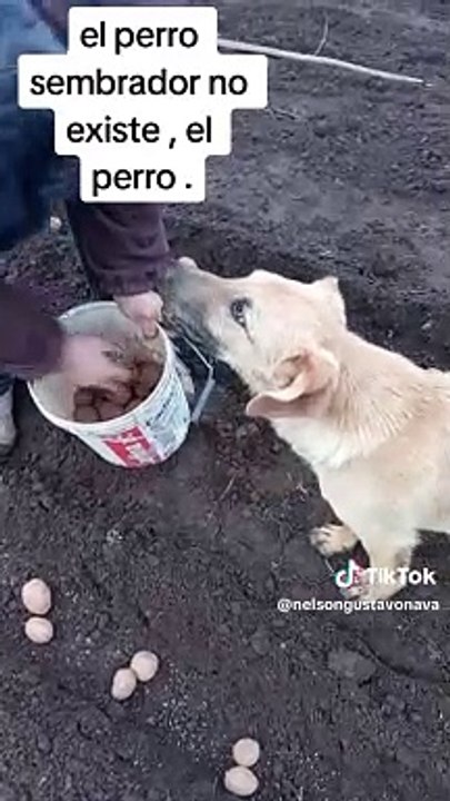 Perro sorprende con su singular técnica para cultivar papas: "Lomito ...