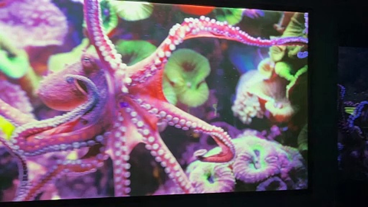 Octopus In Action - video Dailymotion