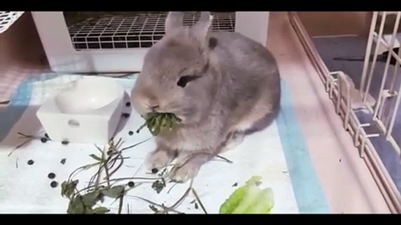 Zuzu Sweet - This Is The Flirting Taxi - video Dailymotion