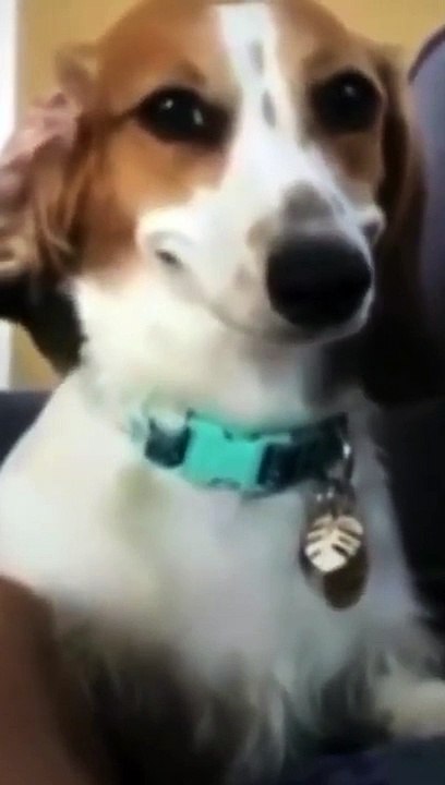 sus dog meme - video Dailymotion