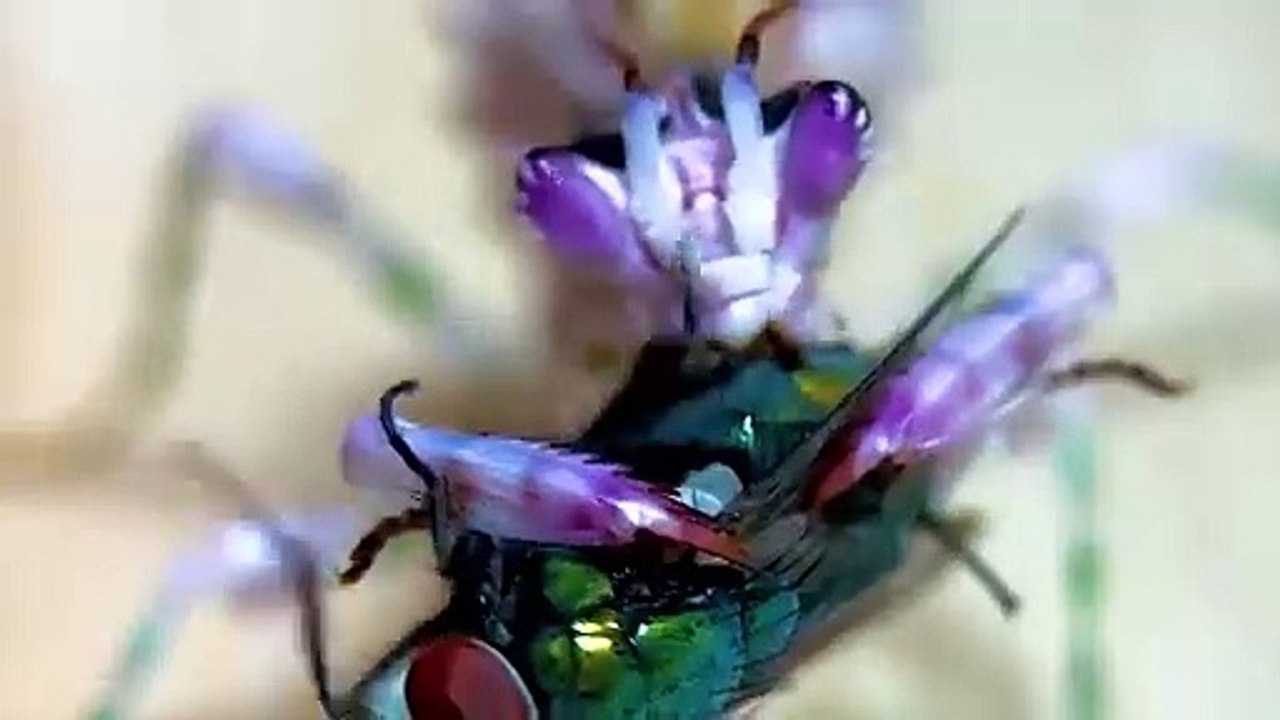 L'ascension de Ma Nouvelle Mante de Compagnie - Vidéo Dailymotion